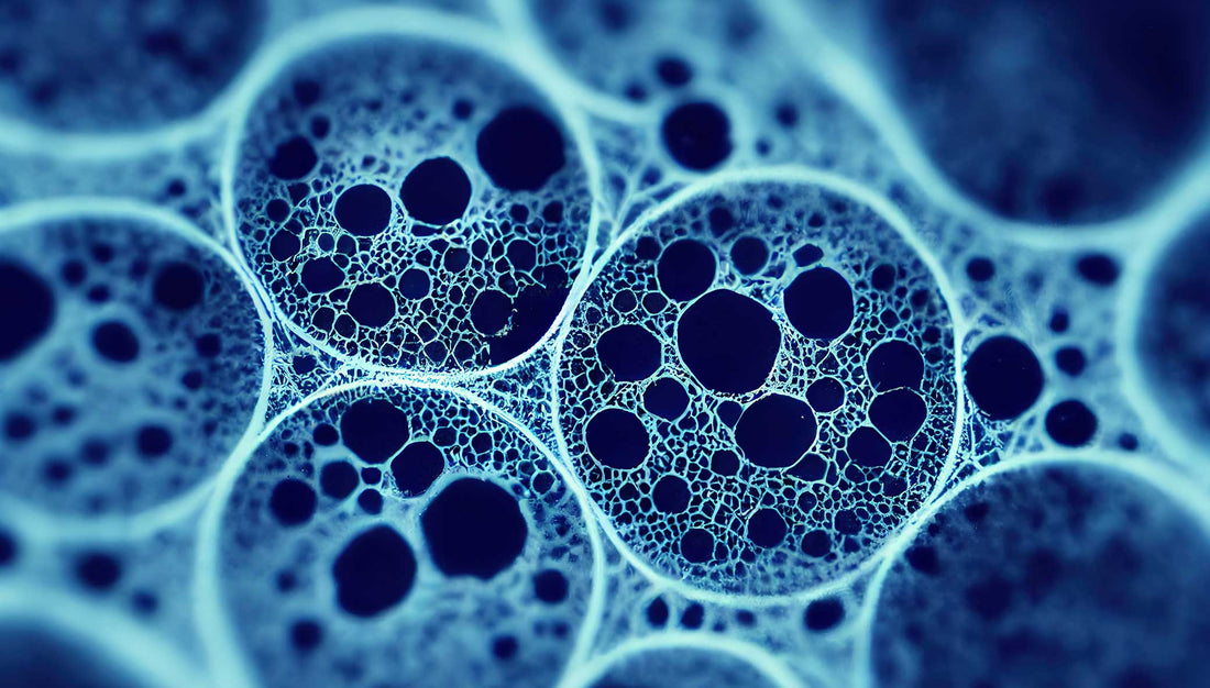Cell Life Cycle: Growth, Aging & Renewal | Gentera Med